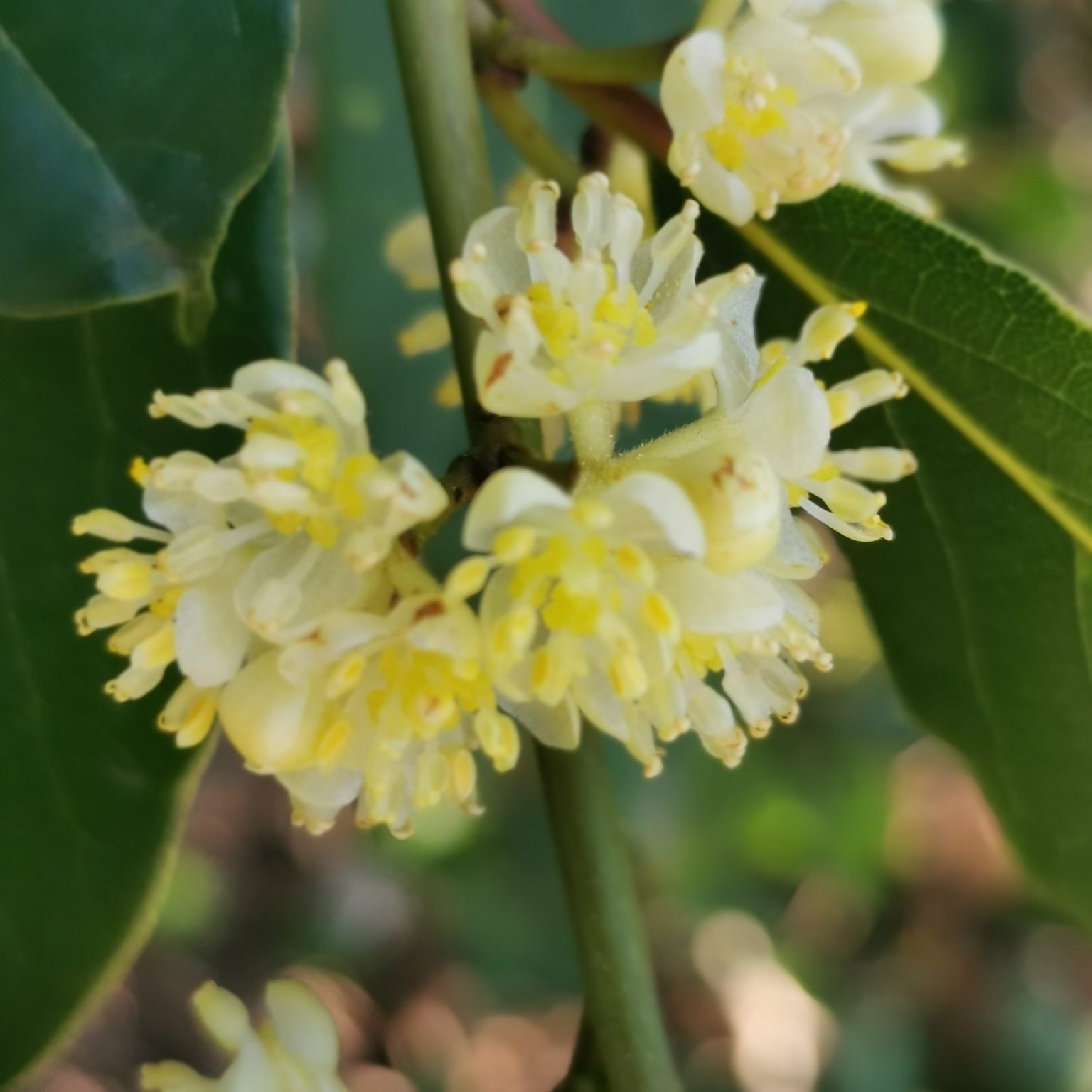 Le laurier noble - Solange Sarah IZEM